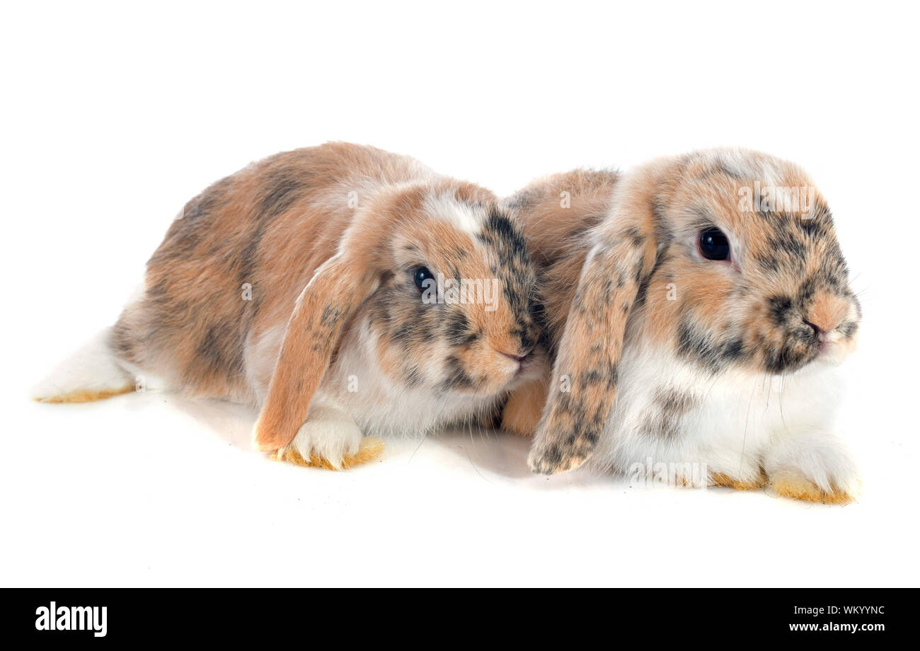 Lapin tricolore Banque de photographies et d’images à haute résolution ...