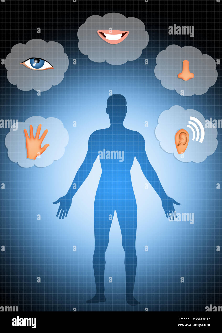 Five senses Banque de photographies et d’images à haute résolution ...