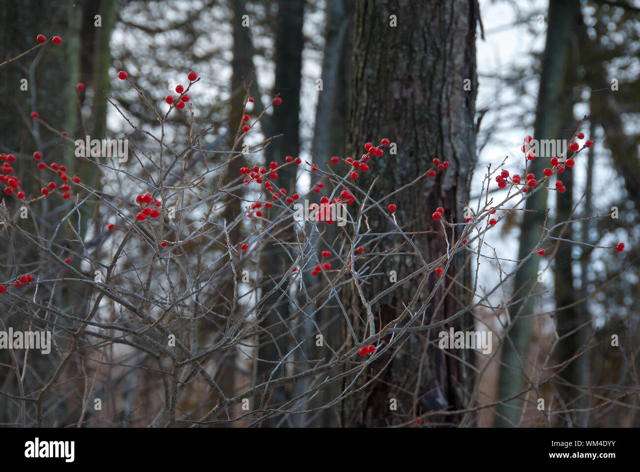 Baies Rouges Sur Les Arbres Banque d'image et photos - Alamy
