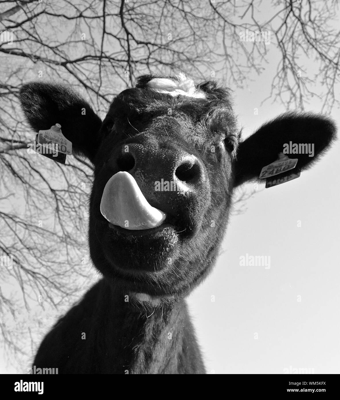 Vache Qui Tire La Langue Banque d'image et photos - Alamy
