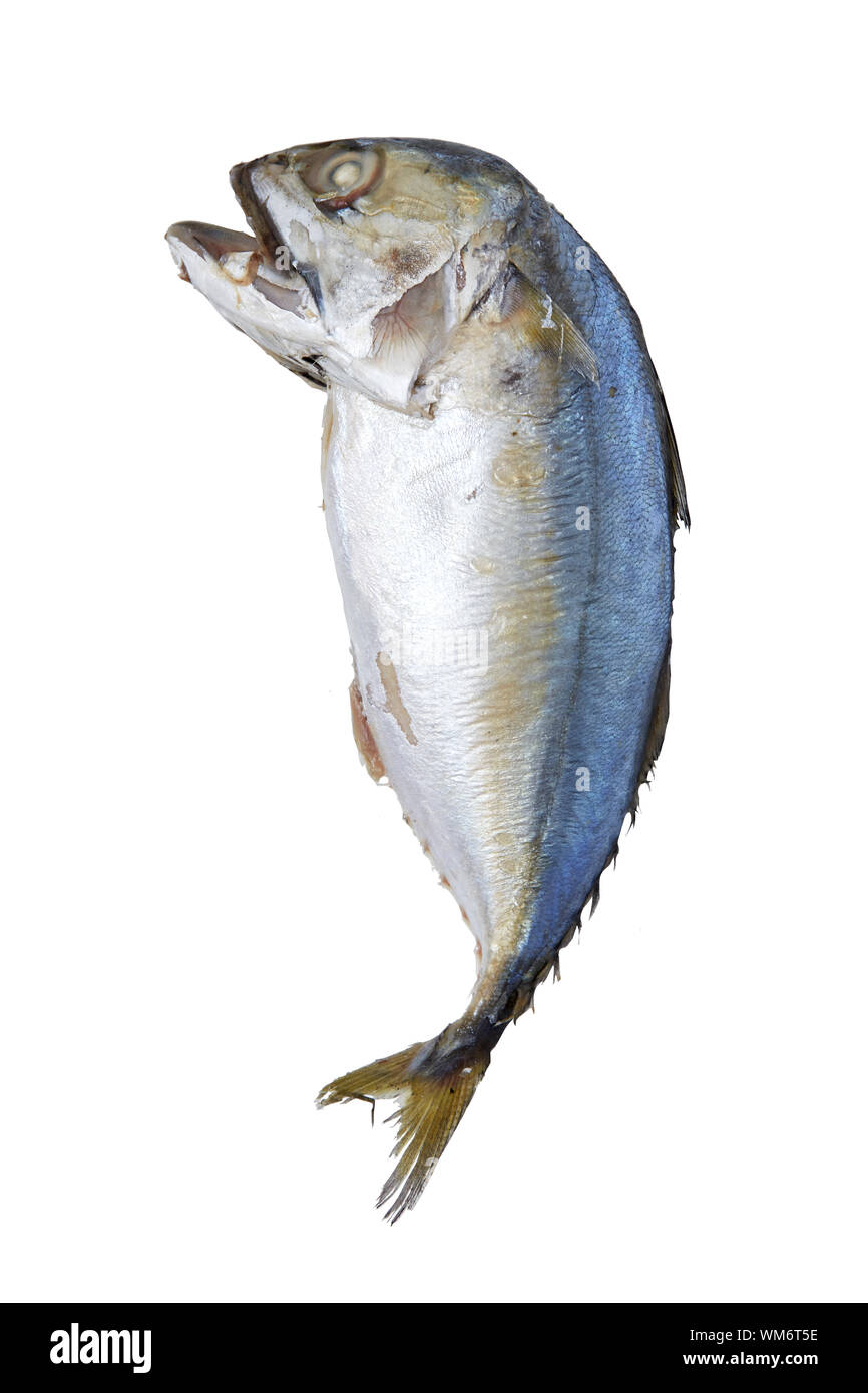 Poisson fond blanc Banque de photographies et d’images à haute ...