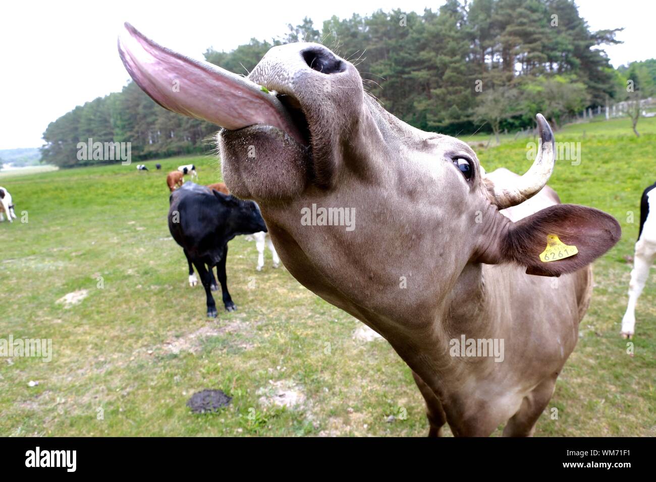 Langue de vache dehors Banque de photographies et d’images à haute ...