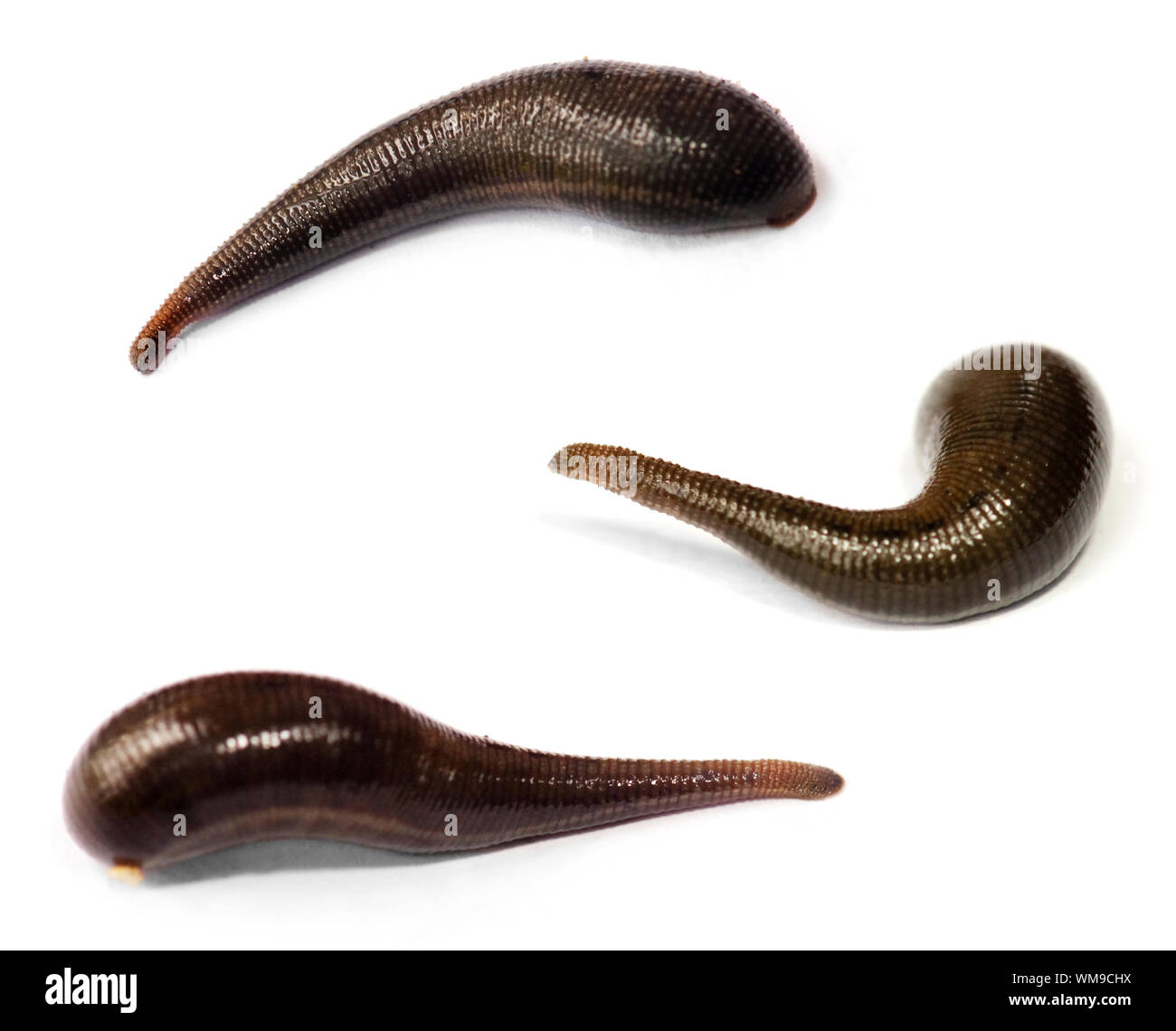 Hermaphrodites humain Banque d'image et photos - Alamy