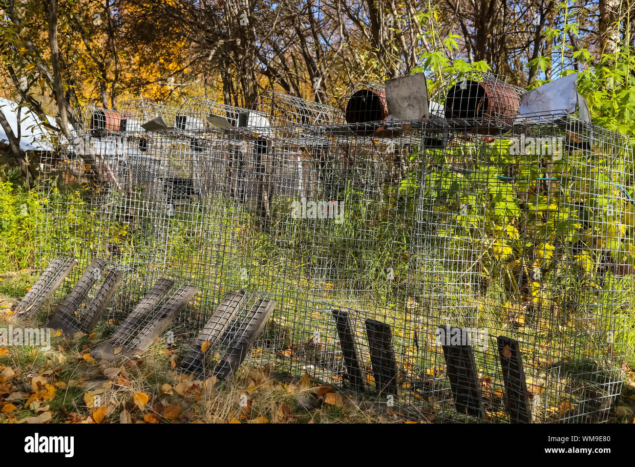 Piège à animaux dans la forêt Banque de photographies et d’images à ...