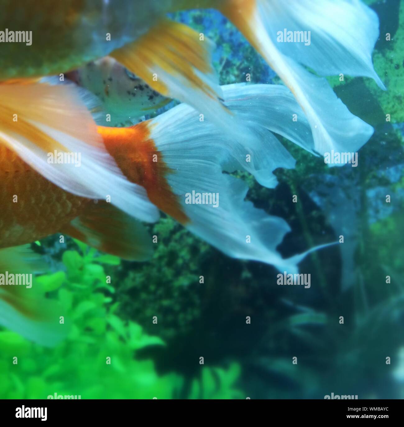 Queue poisson Banque de photographies et d’images à haute résolution ...