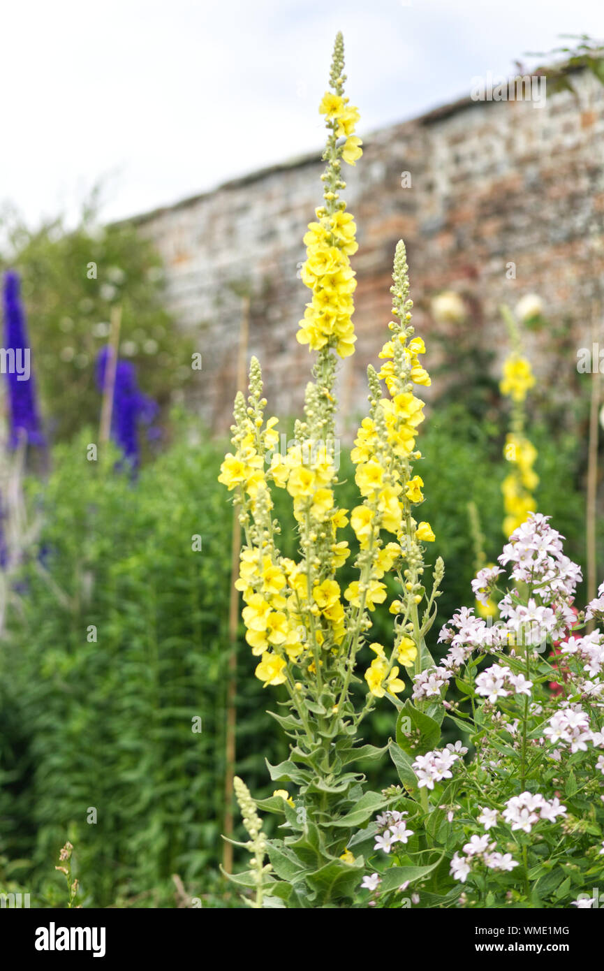 Verbascum Thapsus Banque d'image et photos - Alamy