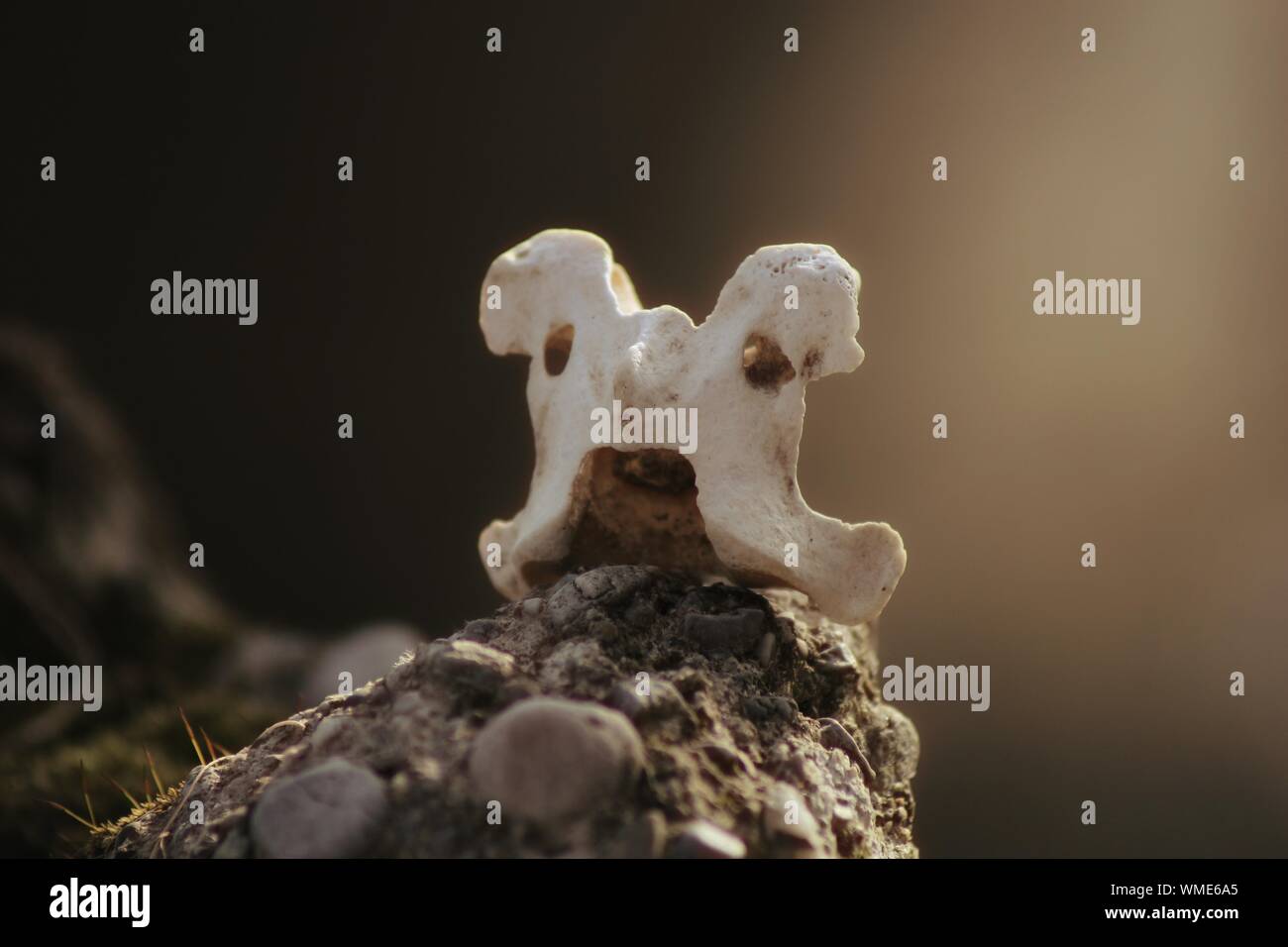 Os sur Banque de photographies et d’images à haute résolution - Alamy