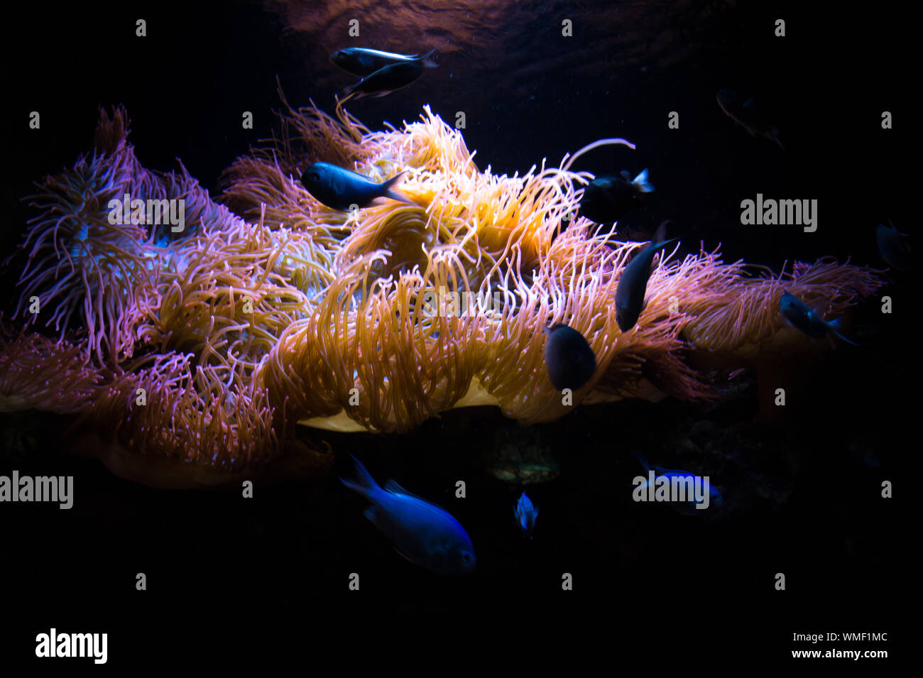 Swimming anemone Banque de photographies et d’images à haute résolution - Alamy