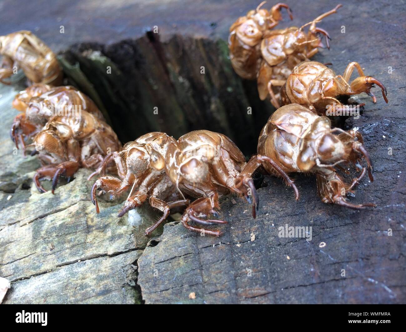 Animaux avec exosquelette Banque d'image et photos - Alamy