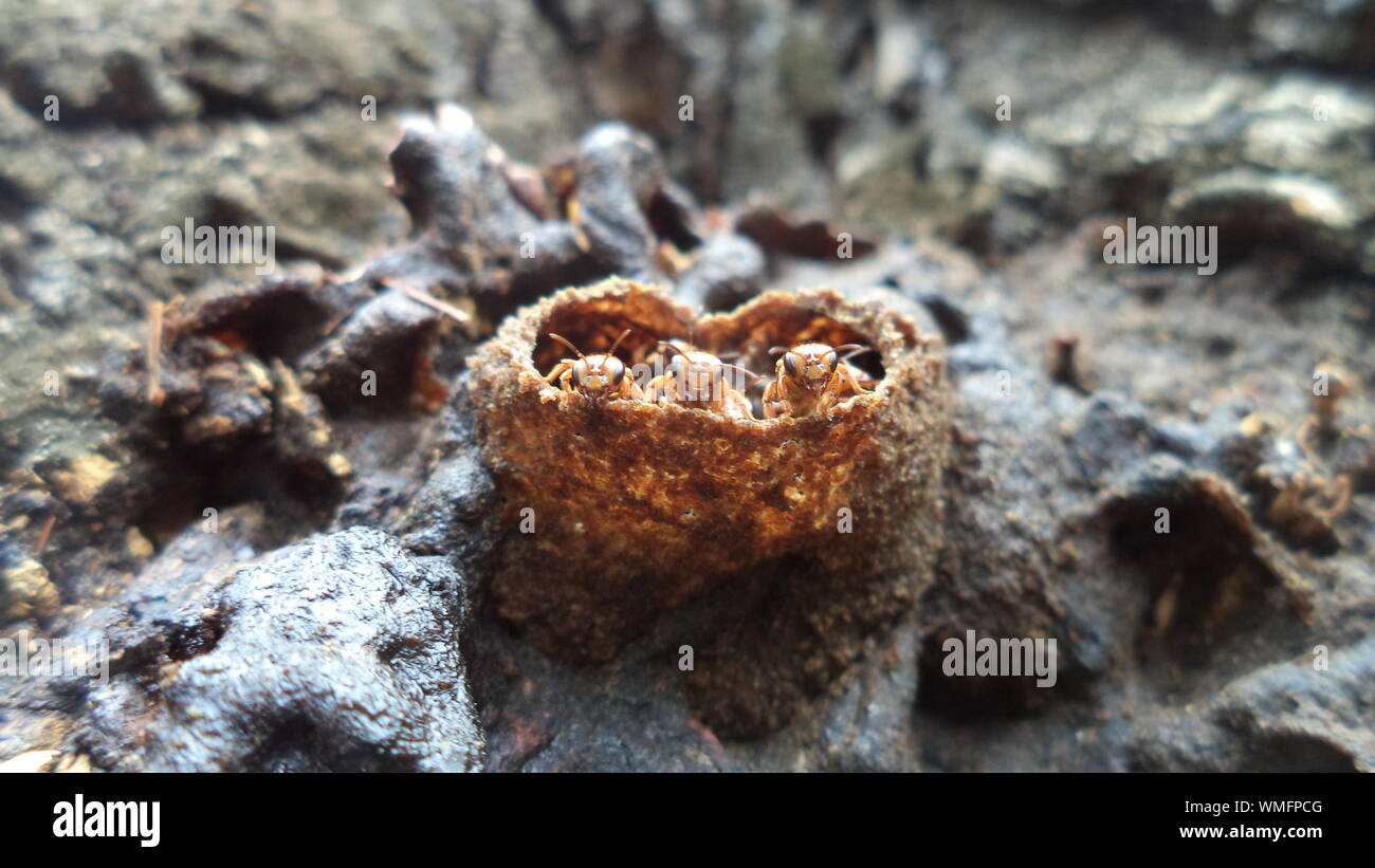 Insectes de champ Banque de photographies et d’images à haute ...