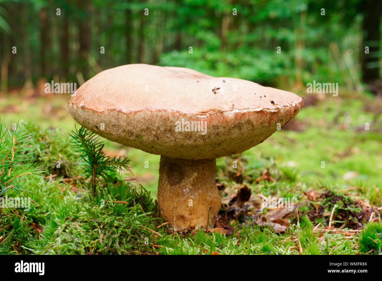 Champignons bolets amers Banque de photographies et d’images à haute ...