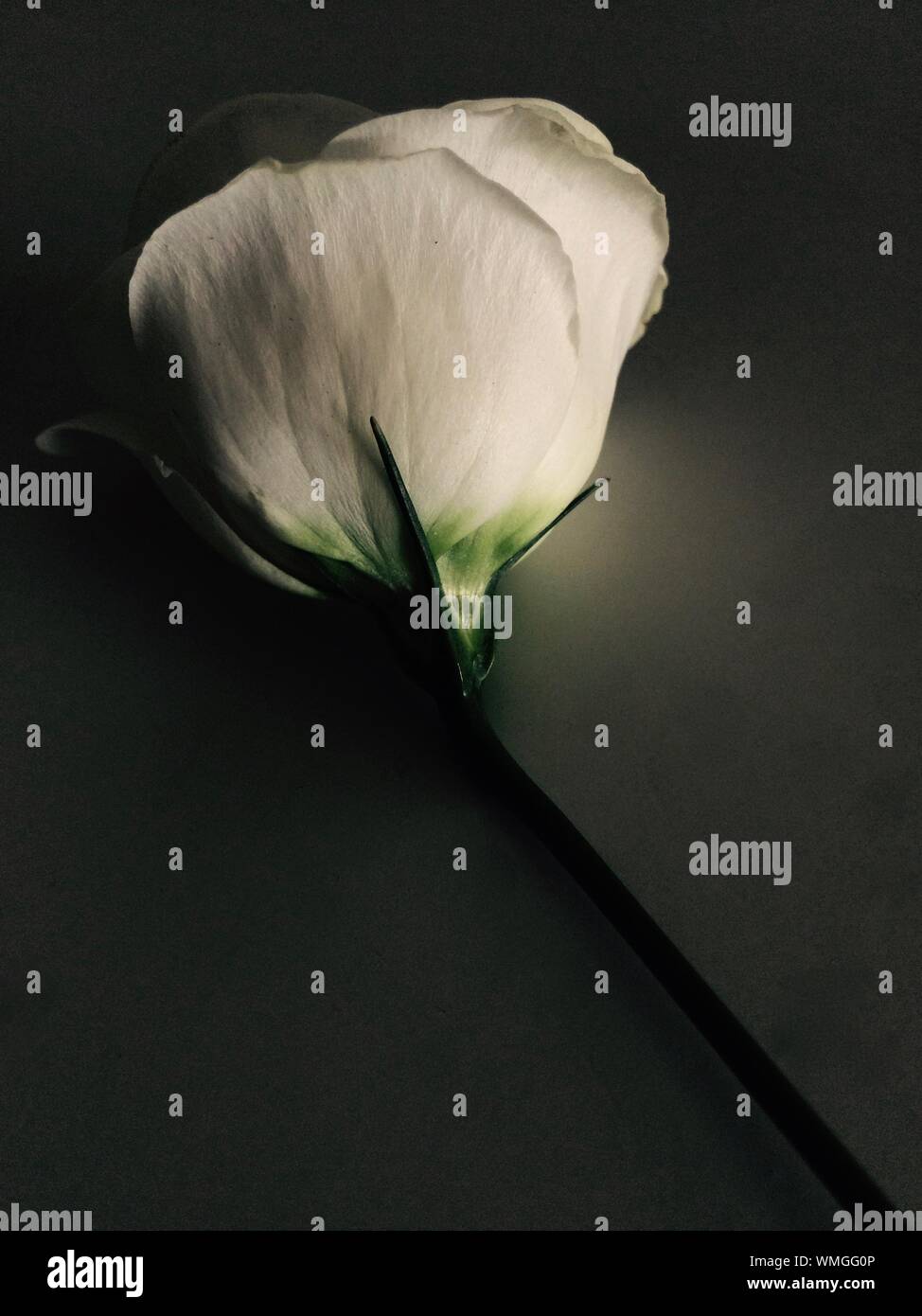 Tulipe blanche Banque de photographies et d’images à haute résolution ...