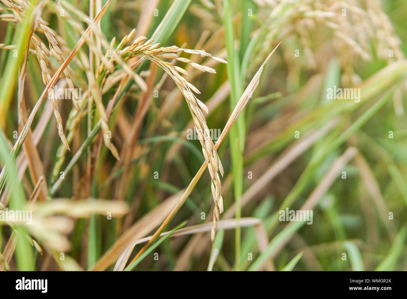 Plante de riz Banque de photographies et d’images à haute résolution ...