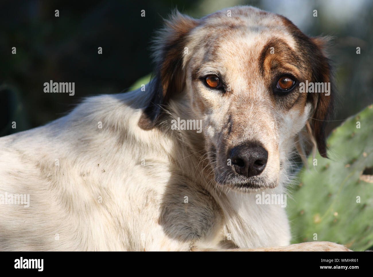 Sicilian dog Banque de photographies et d’images à haute résolution - Alamy