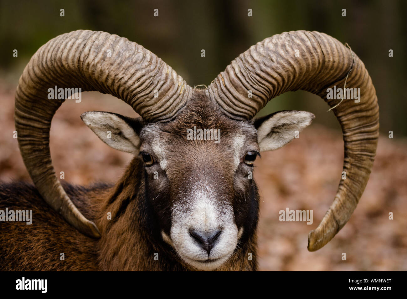 Mouton de montagne Banque de photographies et d’images à haute ...