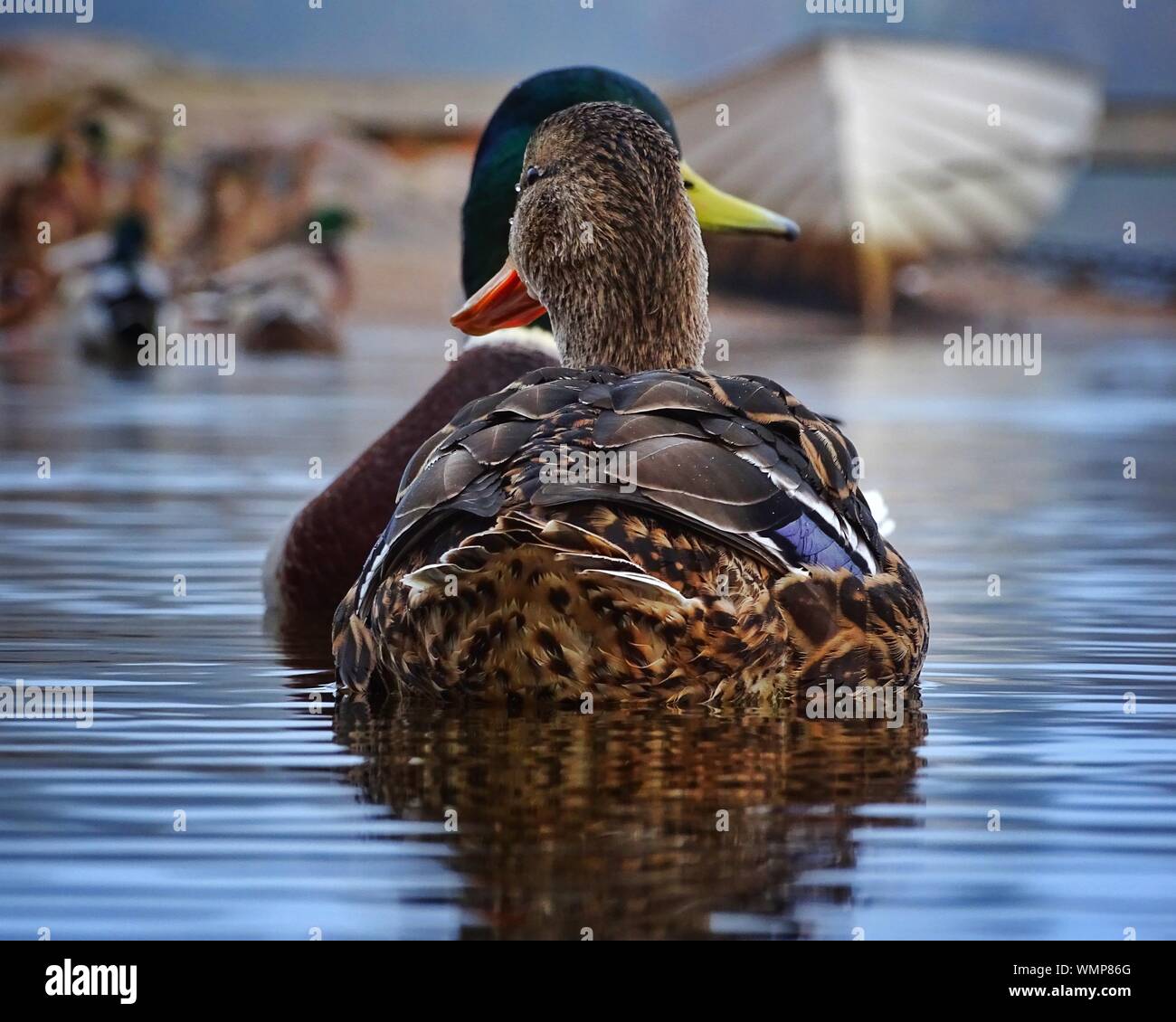Rouen duck female Banque de photographies et d’images à haute ...