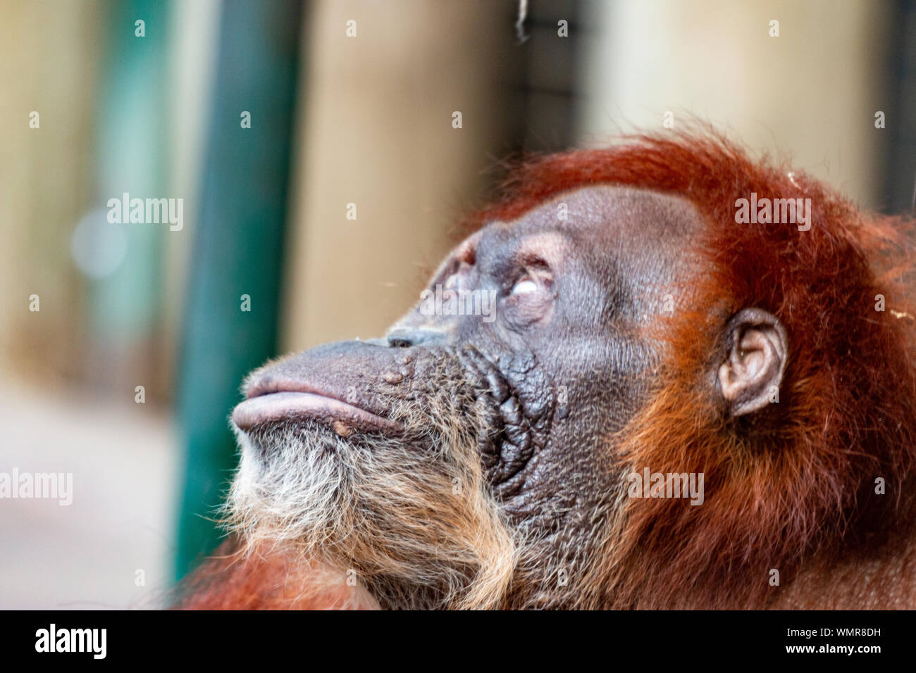 Orang-outang. Close-up of female orang-outang. En voie de disparition à ...