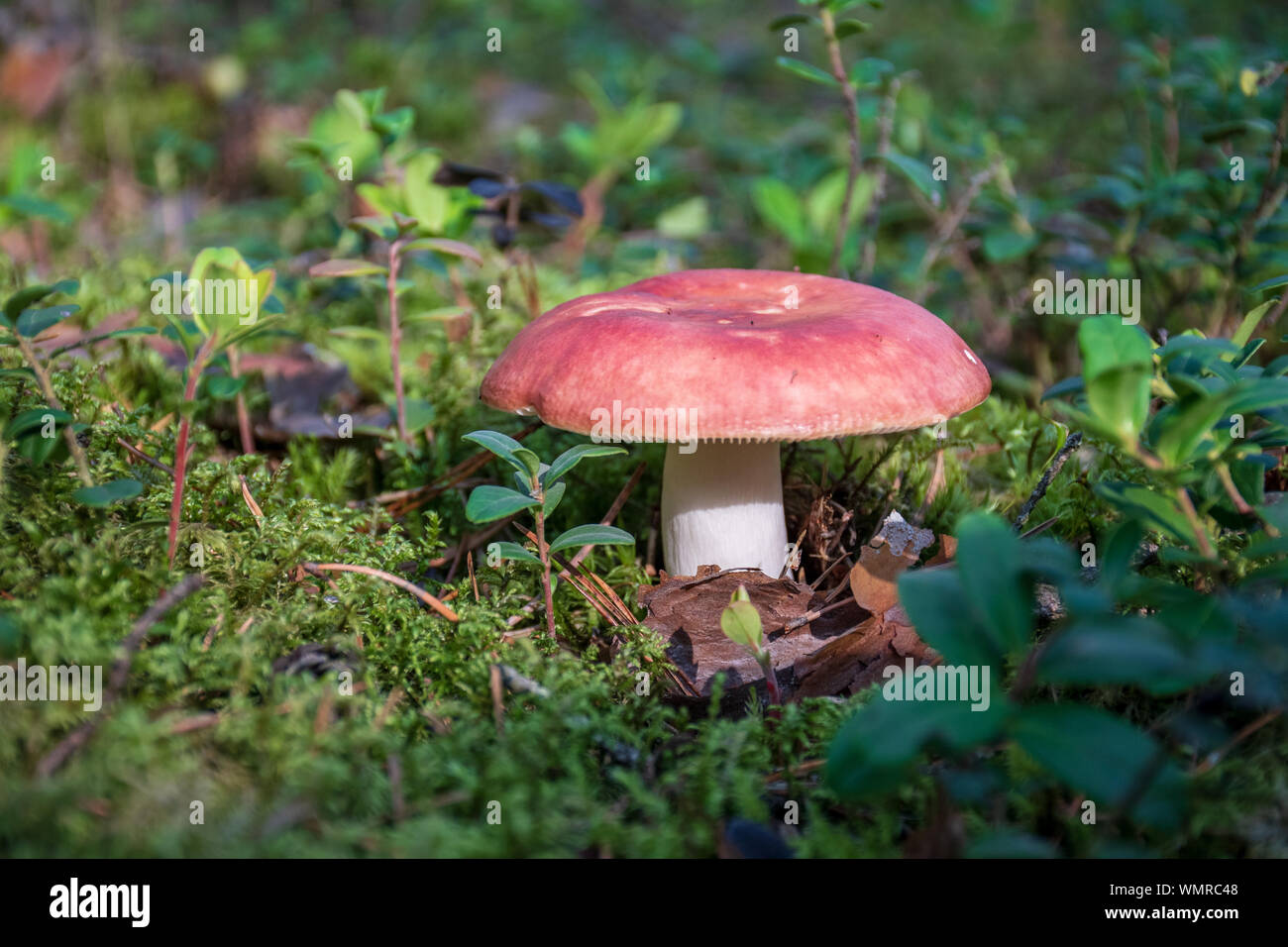 Grand chapeau de champignon Banque de photographies et d’images à haute ...