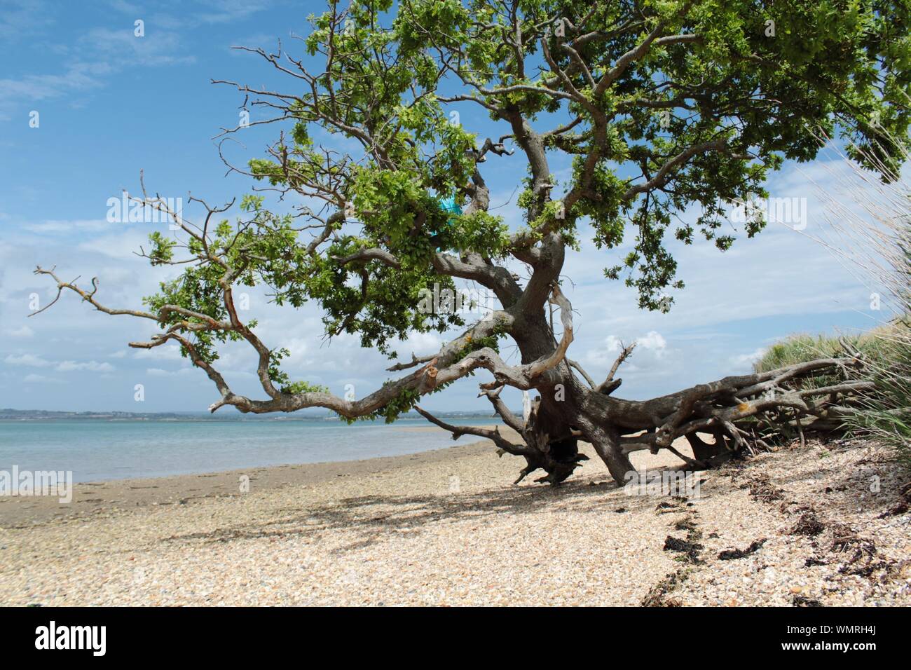 Arbre tordue bord de mer Banque de photographies et d’images à haute ...