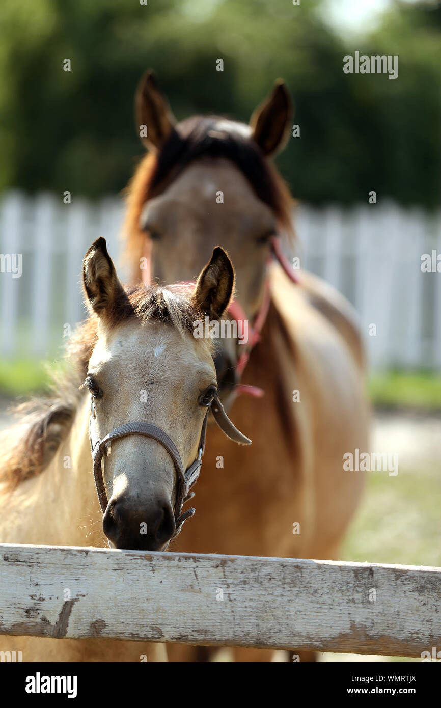 Jument et son poulain appréciant le soleil d'été à la ferme des animaux en milieu rural Photo ...