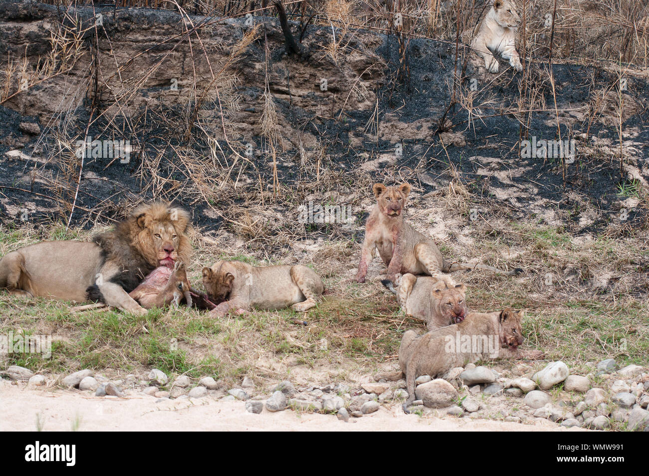 Lion mort Banque de photographies et d’images à haute résolution - Alamy