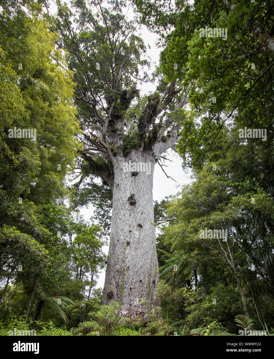 Tane mahuta kauri tree Banque de photographies et d’images à haute ...