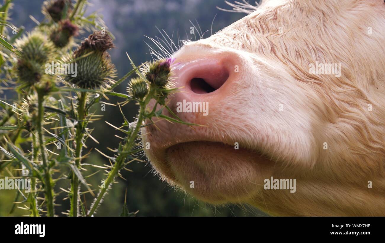 Nez de vaches gros plan Banque de photographies et d’images à haute ...