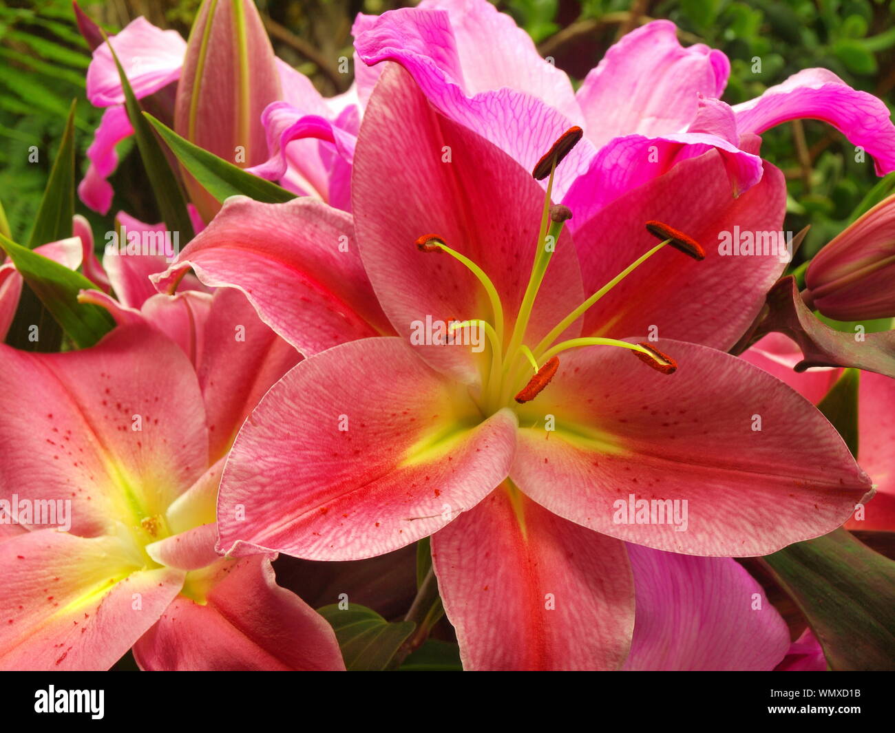 Pink oriental lily lilium Banque de photographies et d’images à haute ...