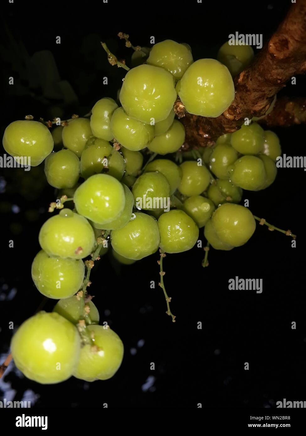 Grappe de fruits Banque de photographies et d’images à haute résolution ...