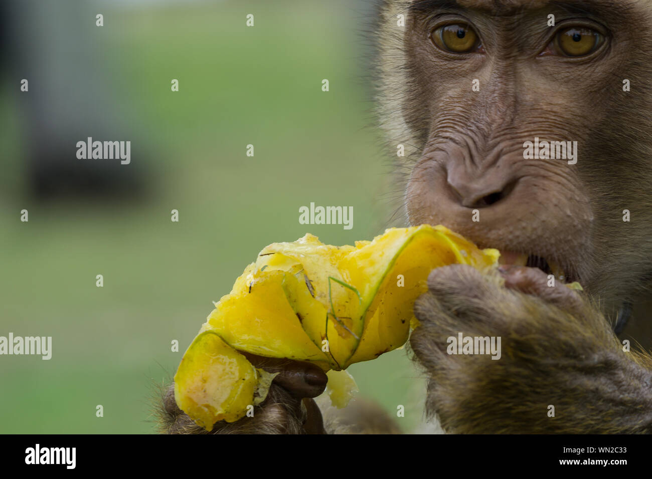 Singe Nature Mangeant Des Fruits Banque d'image et photos - Alamy