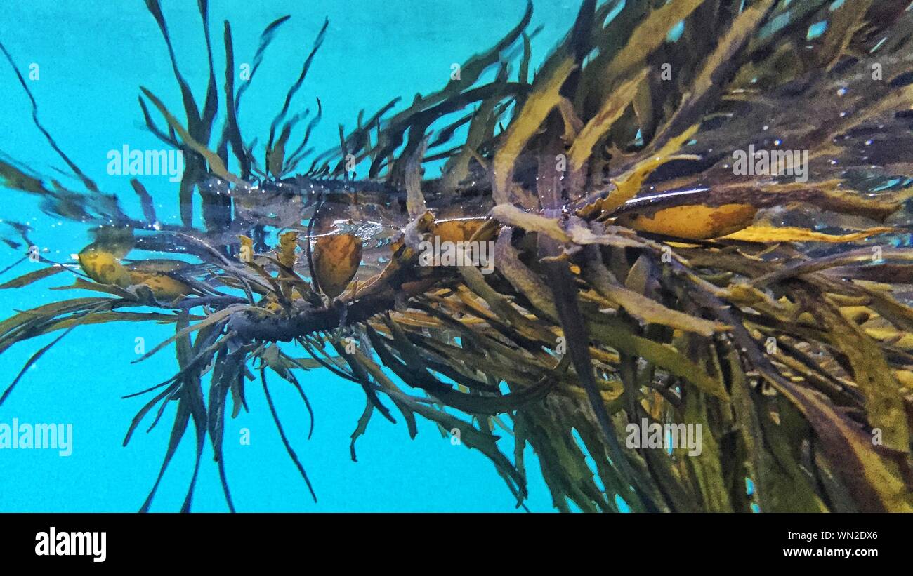 Plante sous marin Banque de photographies et d’images à haute ...