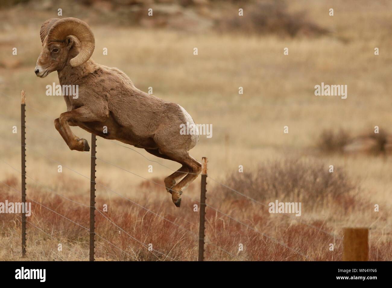 Mountain goat jumping Banque de photographies et d’images à haute ...