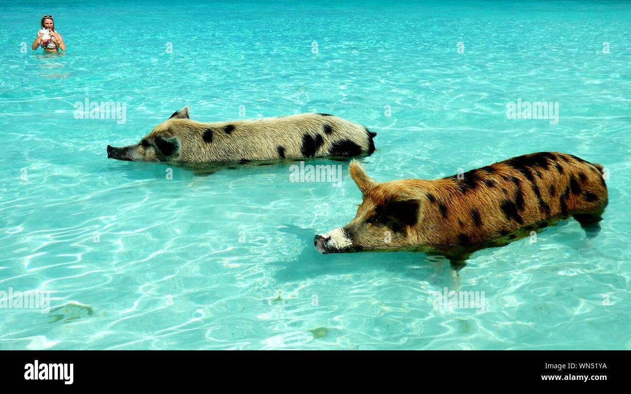 Bahamas De Cochons Nageurs Banque d'image et photos - Alamy