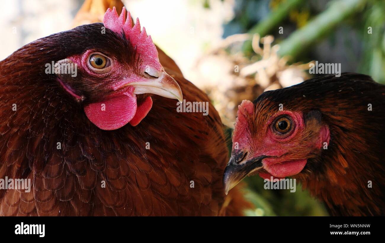 Deux poules rousses Banque de photographies et d’images à haute ...