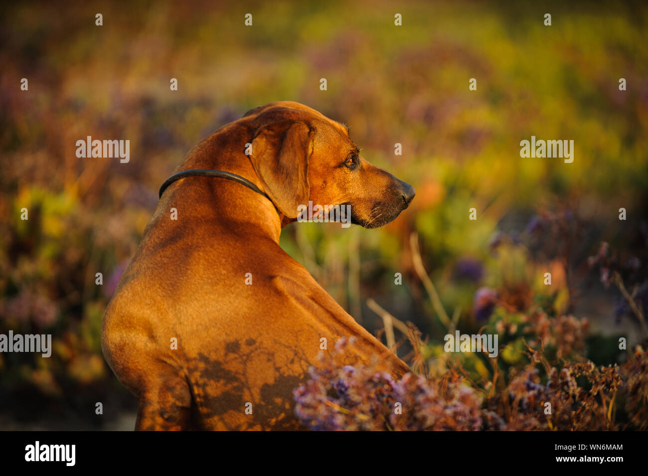 Purebred rhodesian ridgeback Banque de photographies et d’images à ...