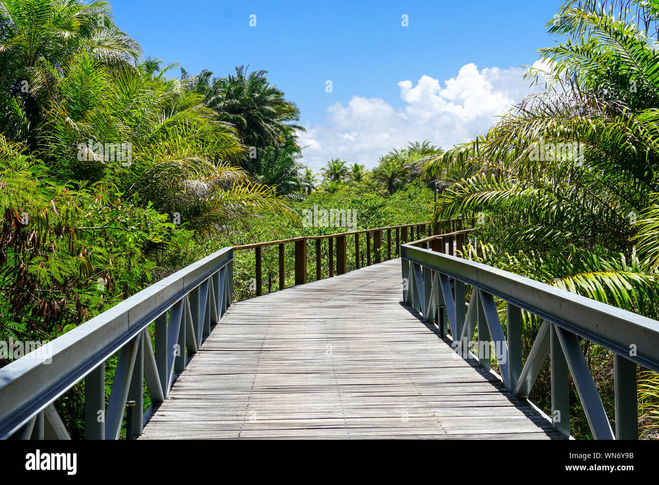 Perspective de pont de bois dans une profonde forêt tropicale. Pont en ...