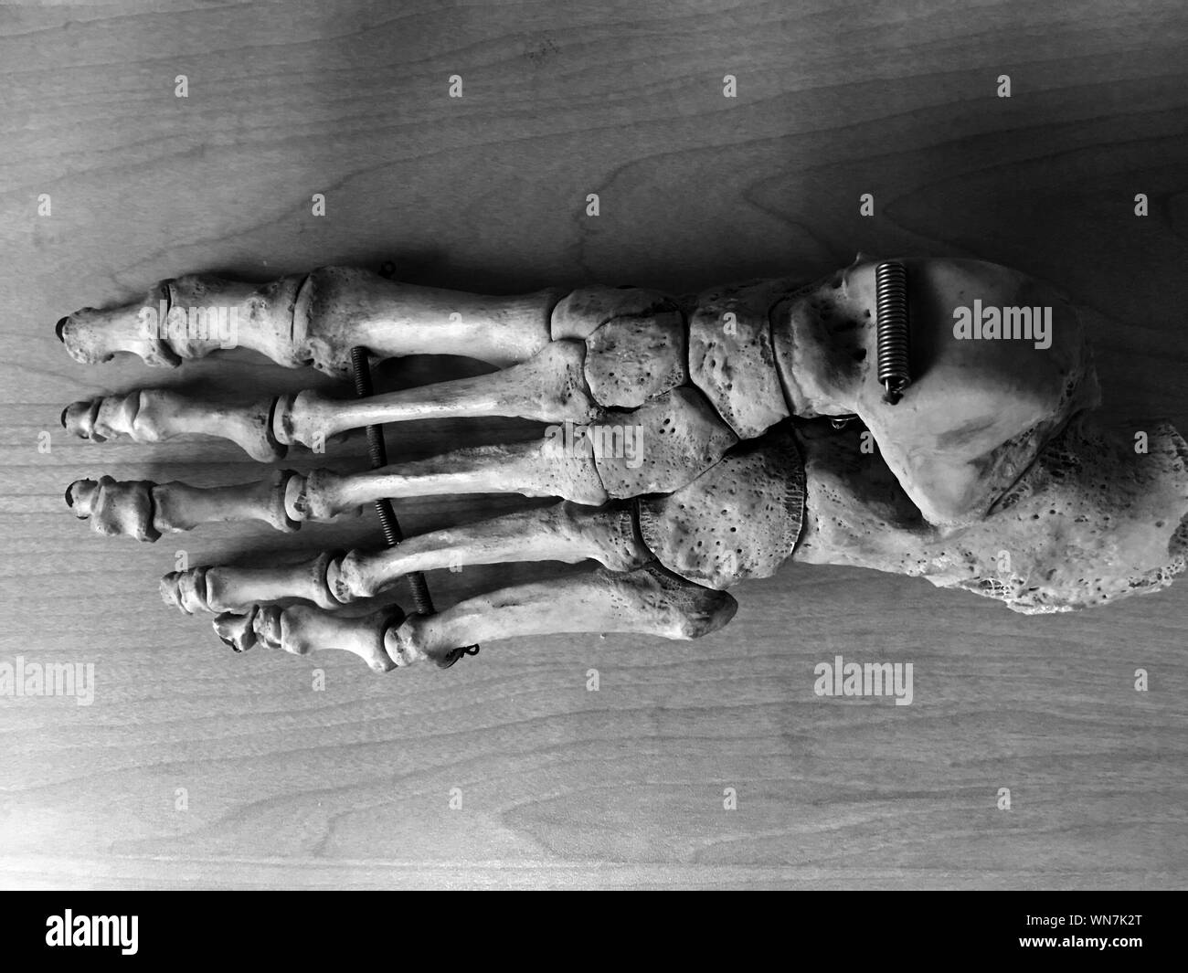 Squelette Humain Bois Banque d'image et photos - Alamy