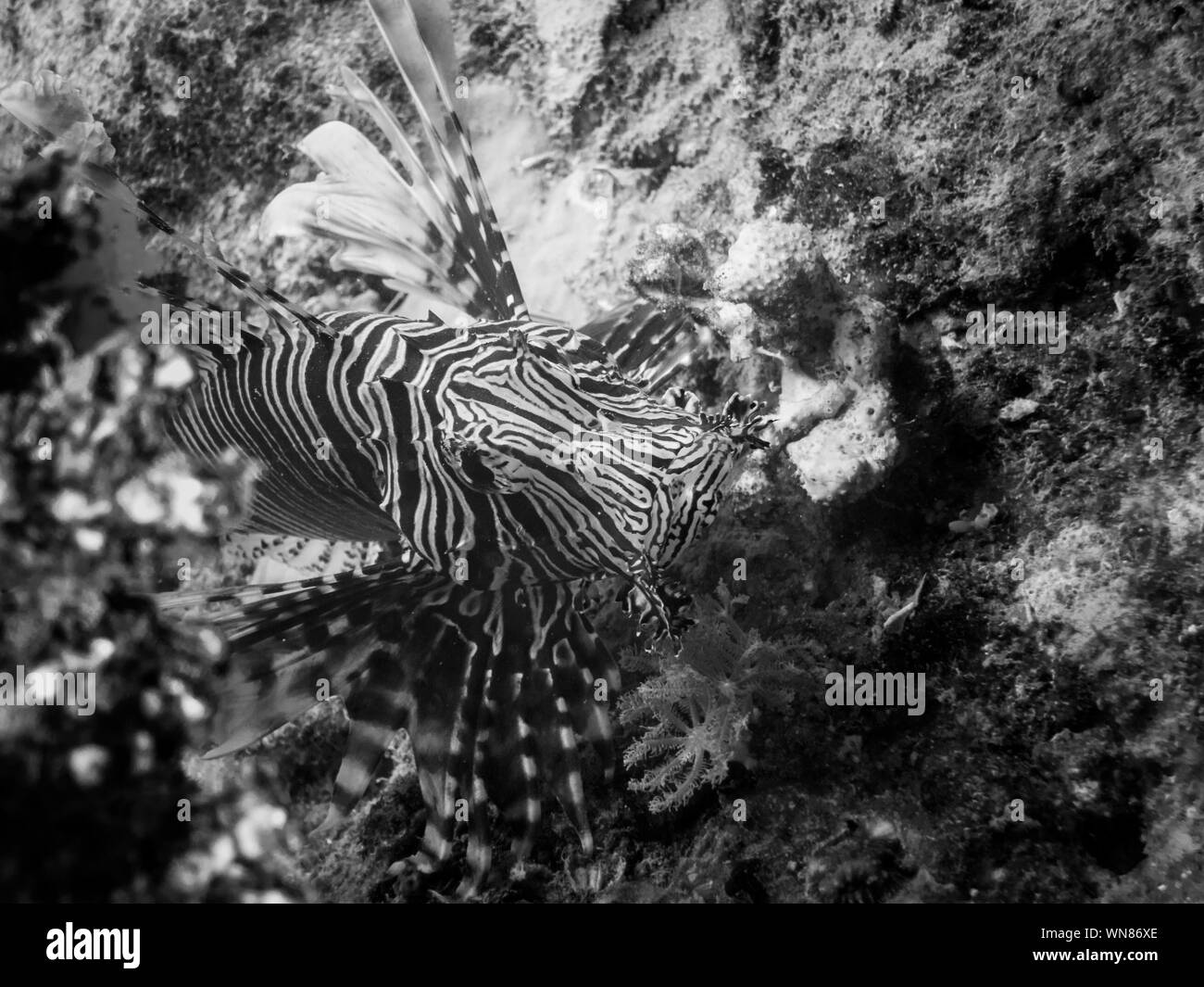 Le poisson lion rouge Banque d'images noir et blanc - Alamy