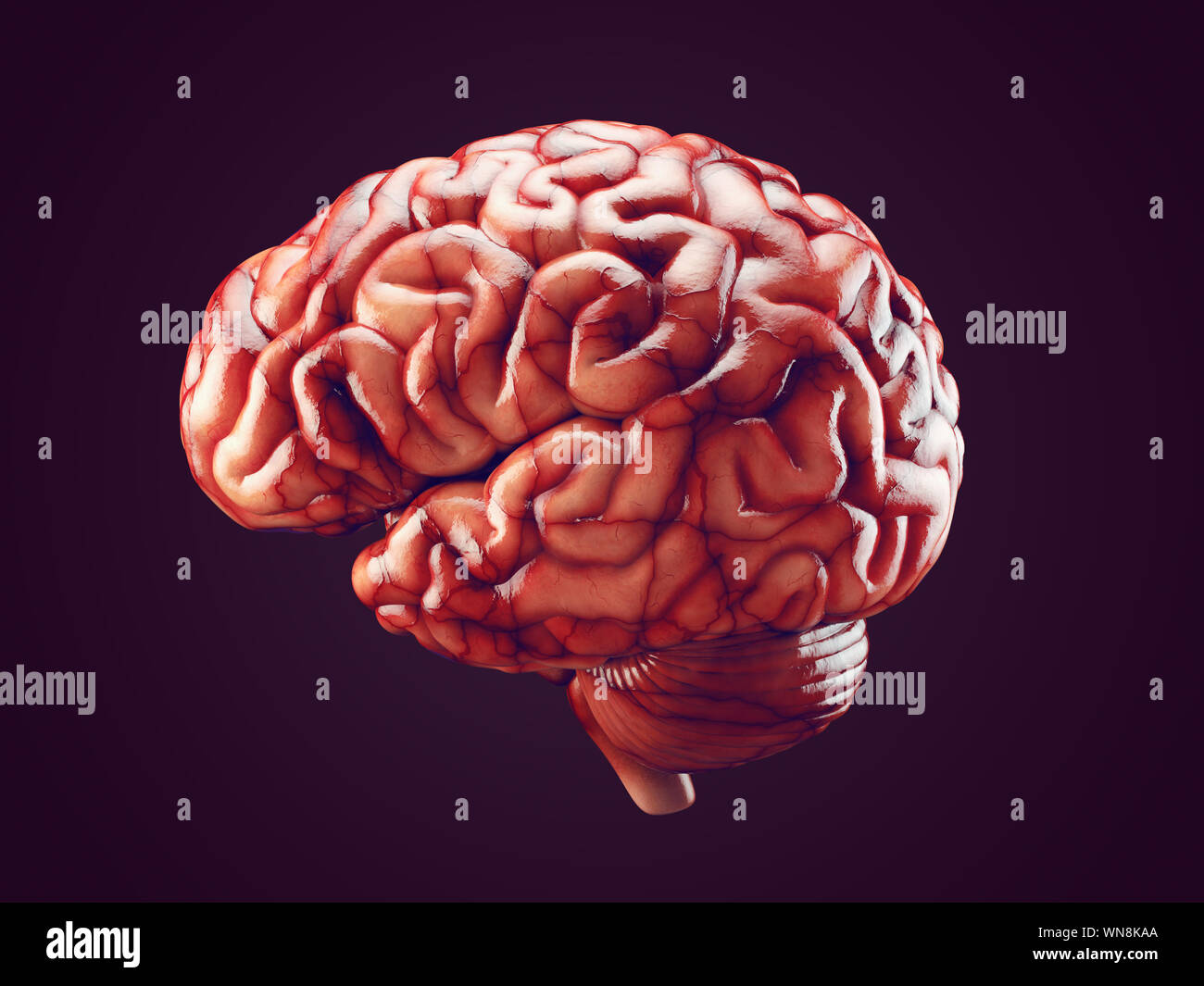 Cerveau humain Banque de photographies et d’images à haute résolution ...