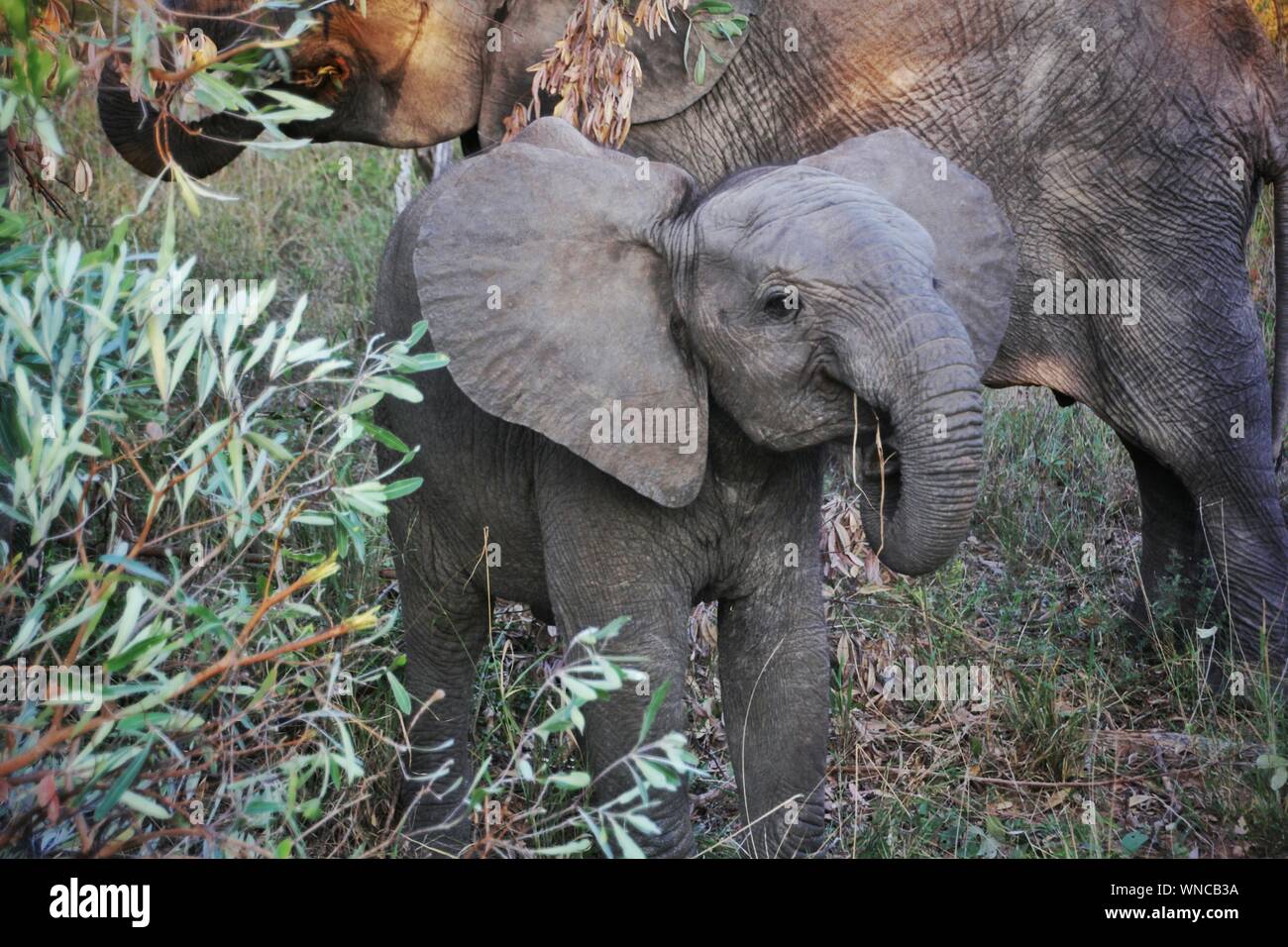 Baby elephant Banque de photographies et d’images à haute résolution ...