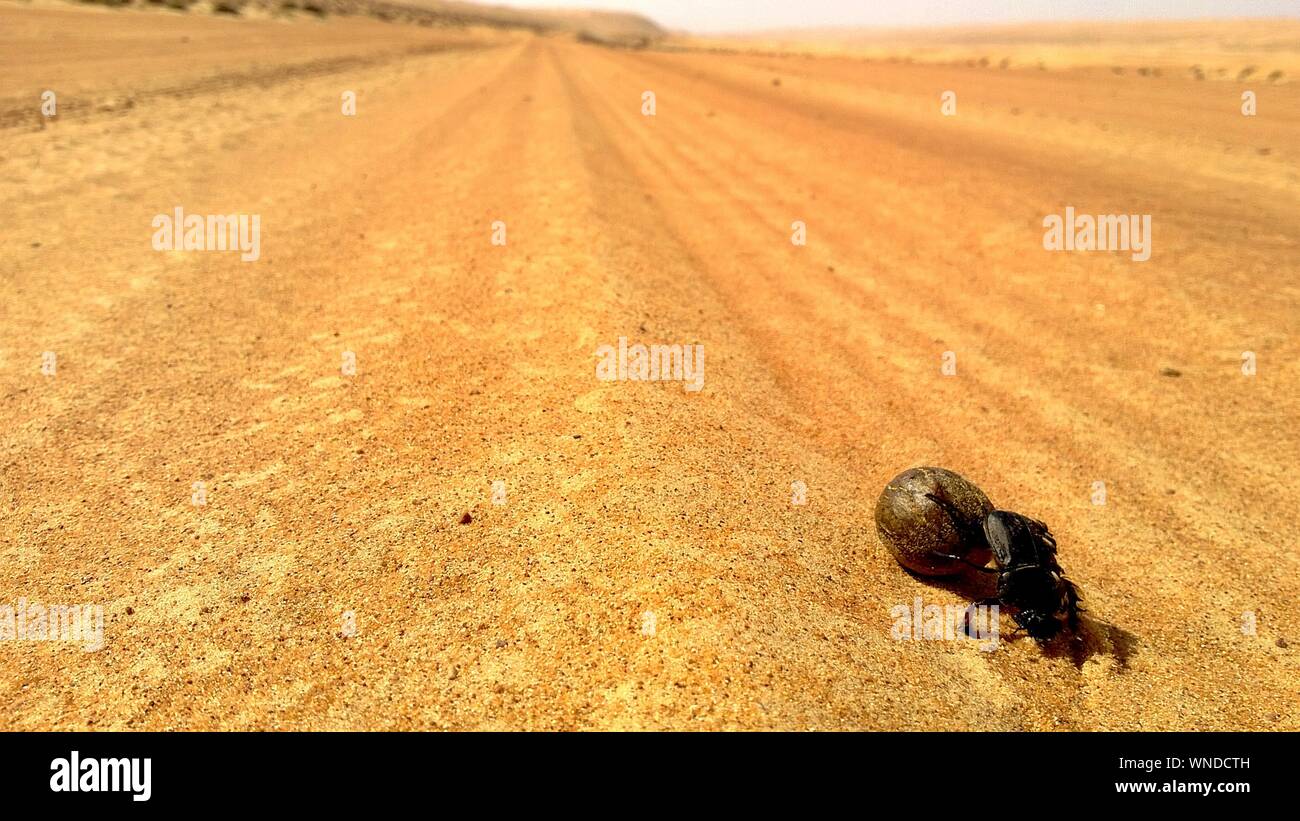 Insecte des dunes Banque de photographies et d’images à haute ...