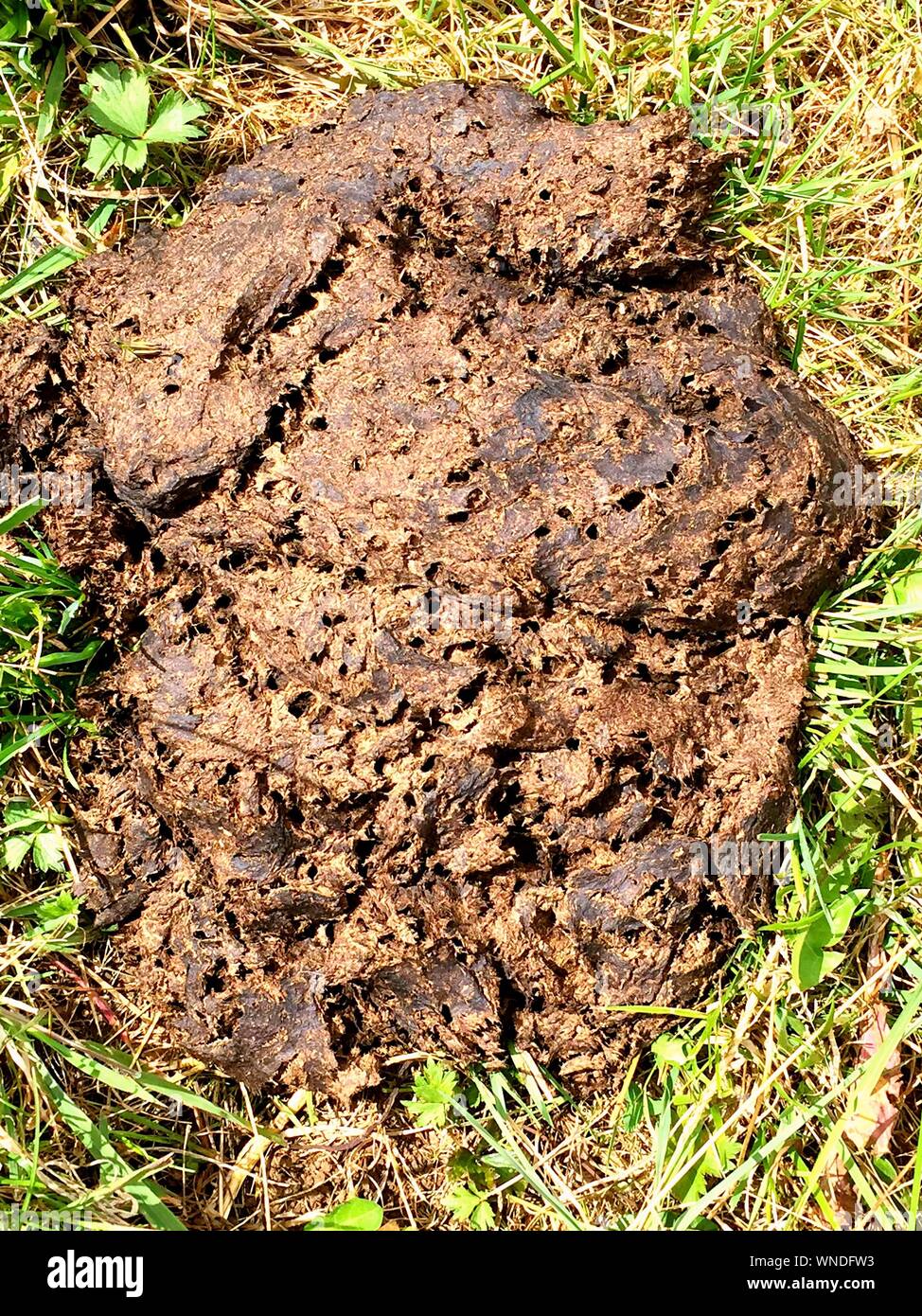 Bouses de vache Banque de photographies et d’images à haute résolution ...