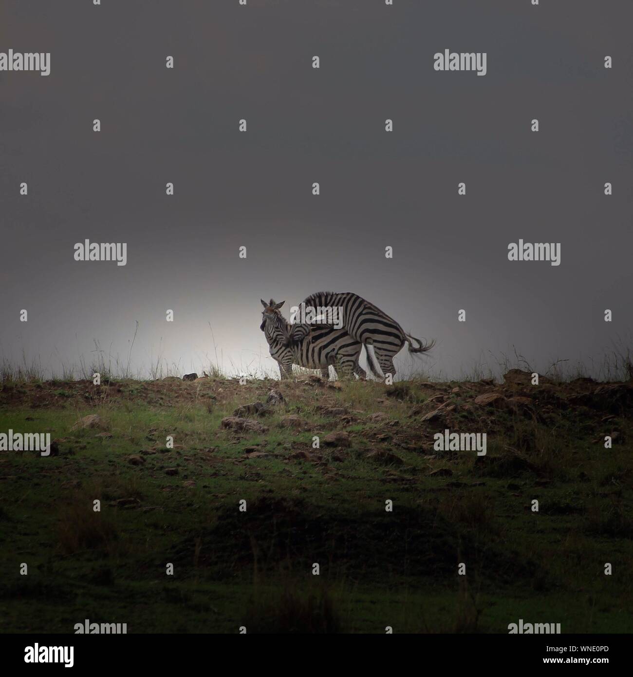 Zebra mating Banque de photographies et d’images à haute résolution - Alamy