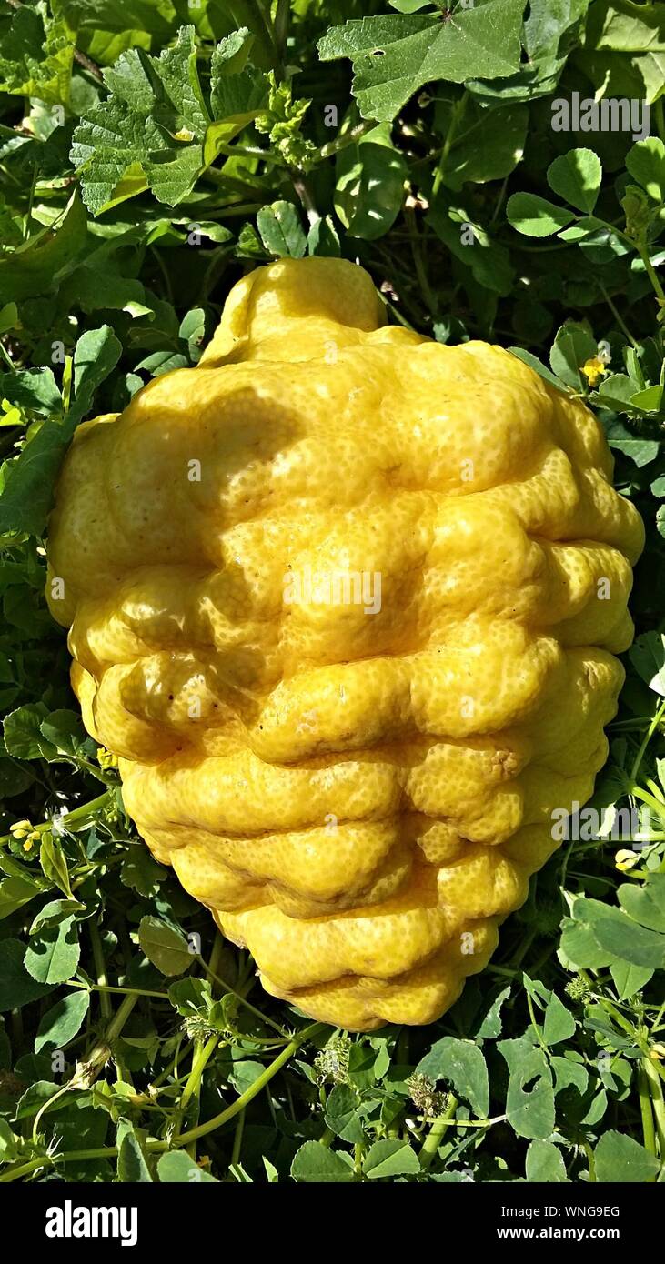 Fruit jaune Banque de photographies et d’images à haute résolution - Alamy