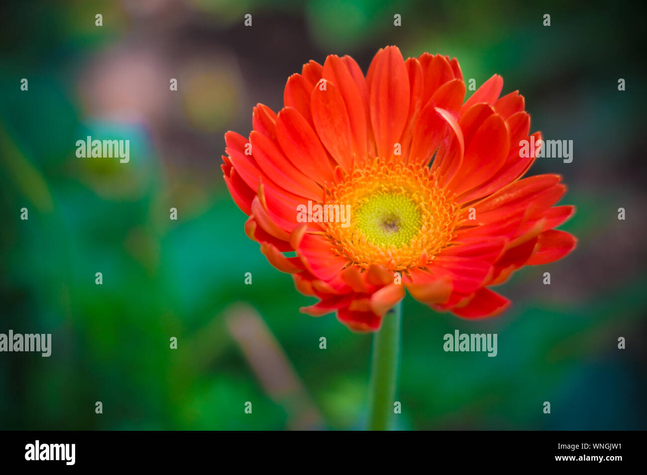 Fleur de marguerite rouge Banque de photographies et d’images à haute ...