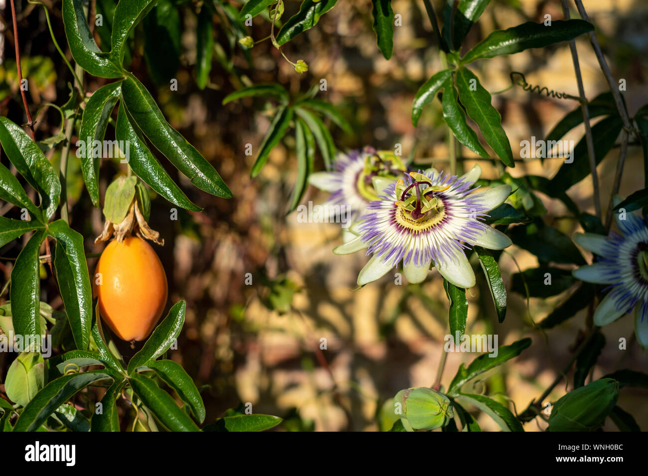 La passion des fleurs magnifique plante grimpante avec des fruits ...