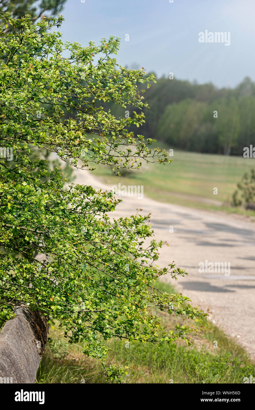 Feuille de crataegus monogyna Banque de photographies et d’images à ...