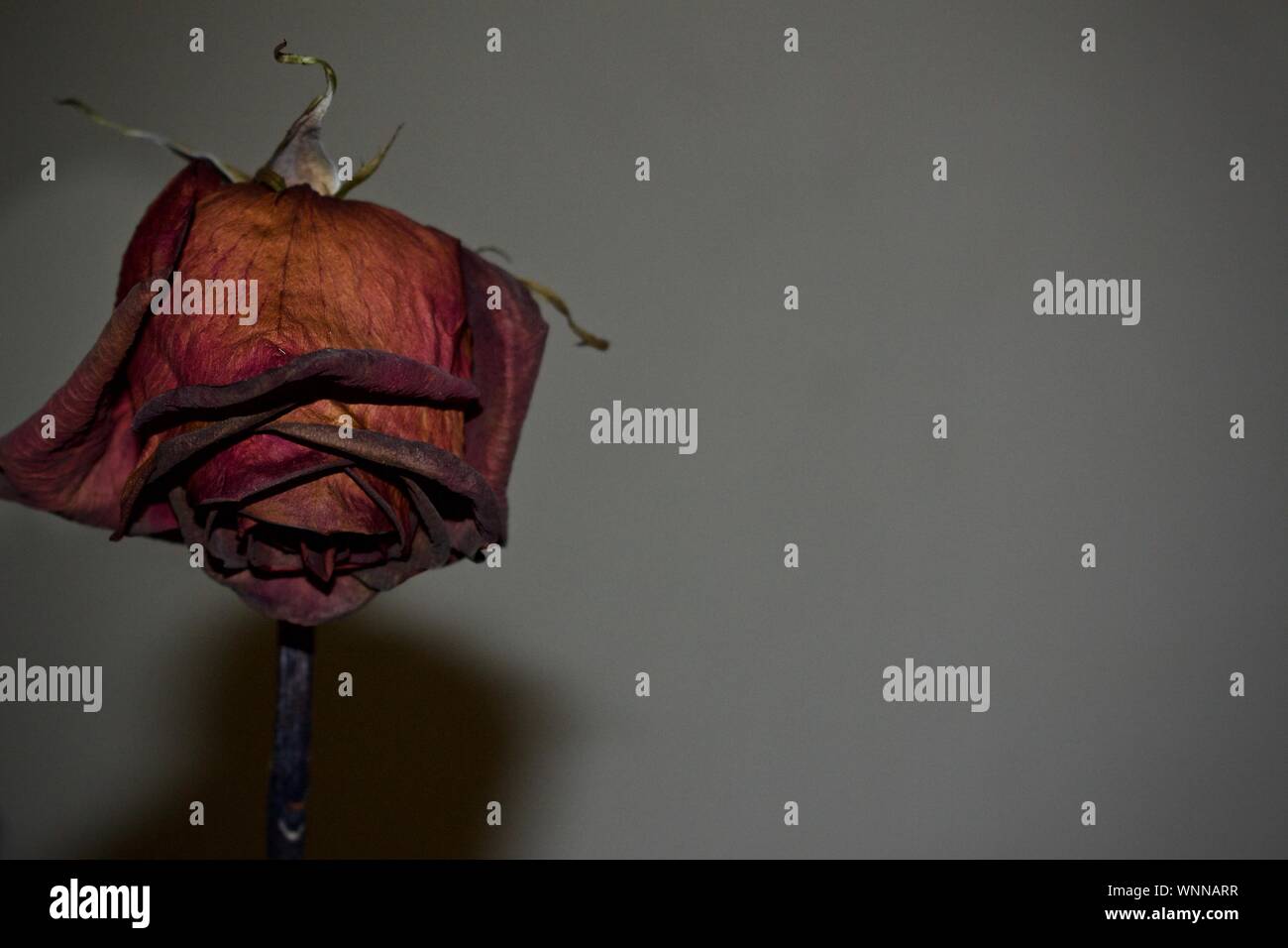 Rose chili Banque de photographies et d’images à haute résolution - Alamy