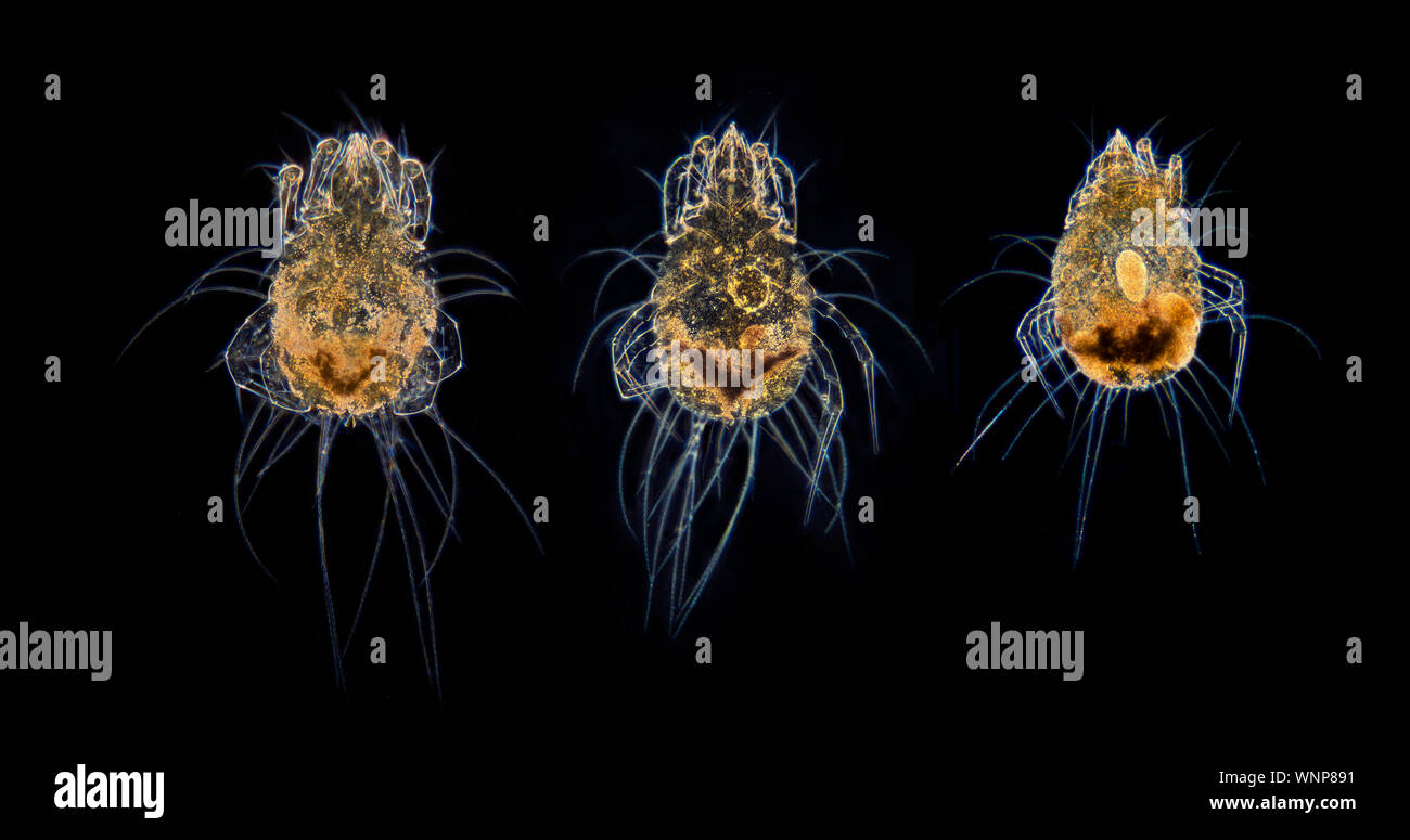 Les acaridés Banque de photographies et d’images à haute résolution - Alamy