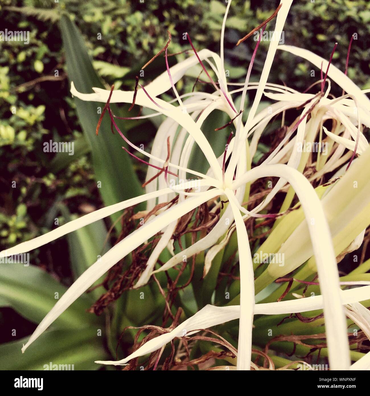 Spider lilies Banque de photographies et d’images à haute résolution ...
